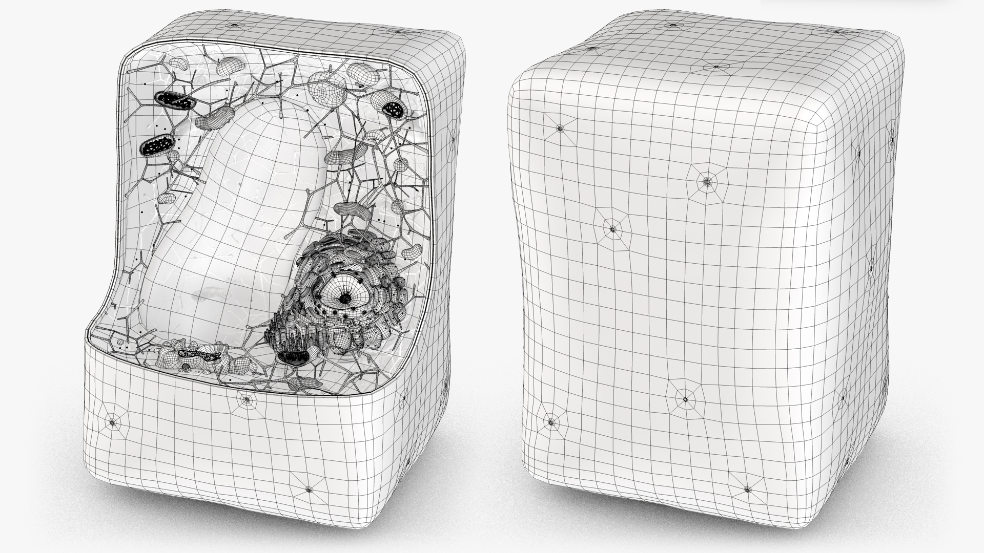 Plant Cell Structure 3D model - TurboSquid 1732649