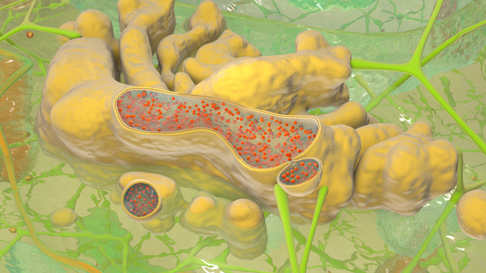 Plant Cell Structure 3D model - TurboSquid 1732649