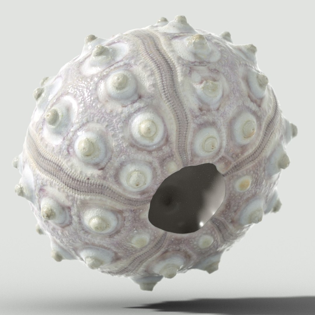 3d Model Phyllacanthus Sea Urchin Echinoidea