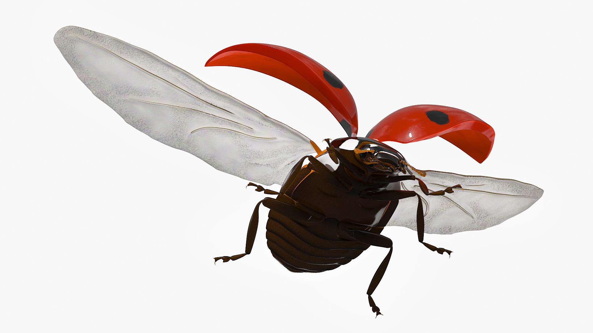 3D Realistic Flying Ladybug Model - TurboSquid 2326303