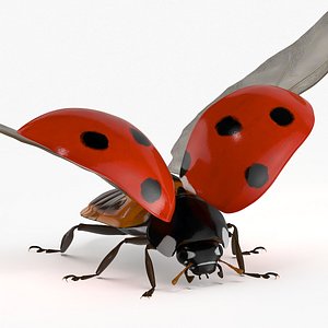 3D Ladybug Models - Browse & Download Formats - TurboSquid