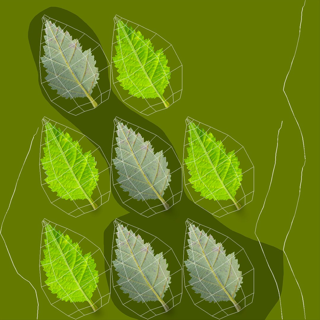 3D Model Ripe Berry Blackberry Leaves - TurboSquid 1380410