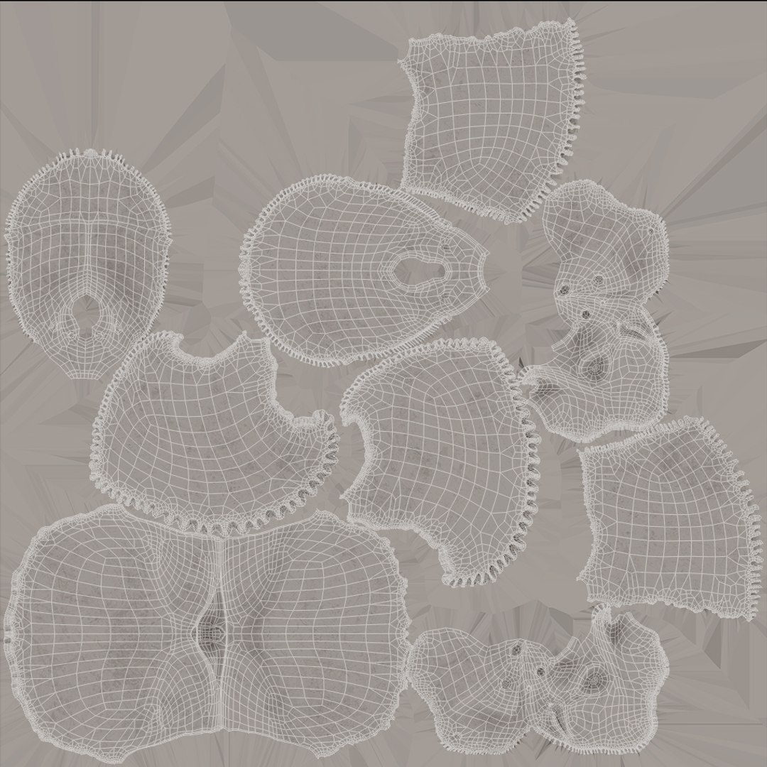 3D model human skull anatomy - TurboSquid 1562044