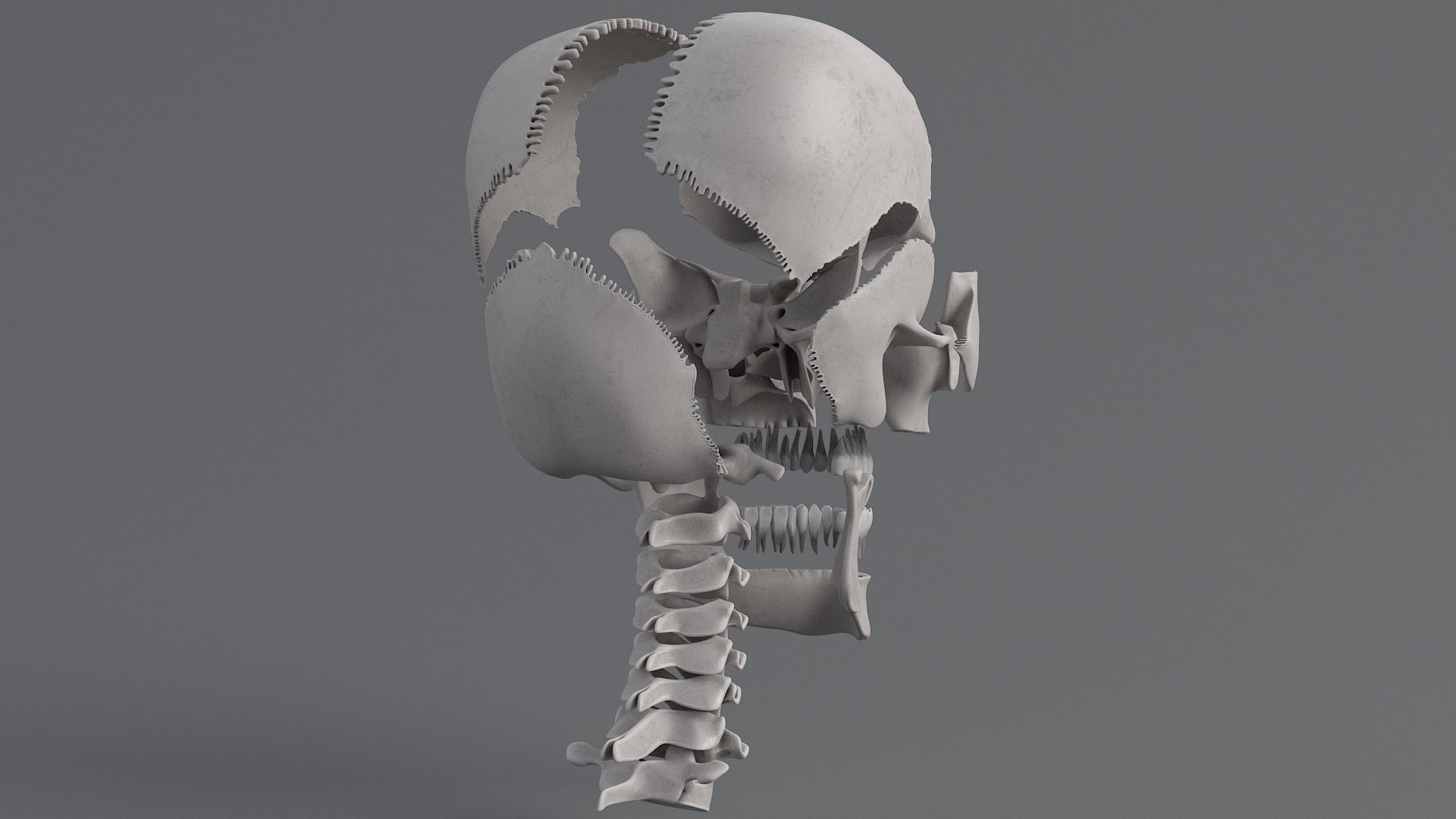 3D Model Human Skull Anatomy - TurboSquid 1562044