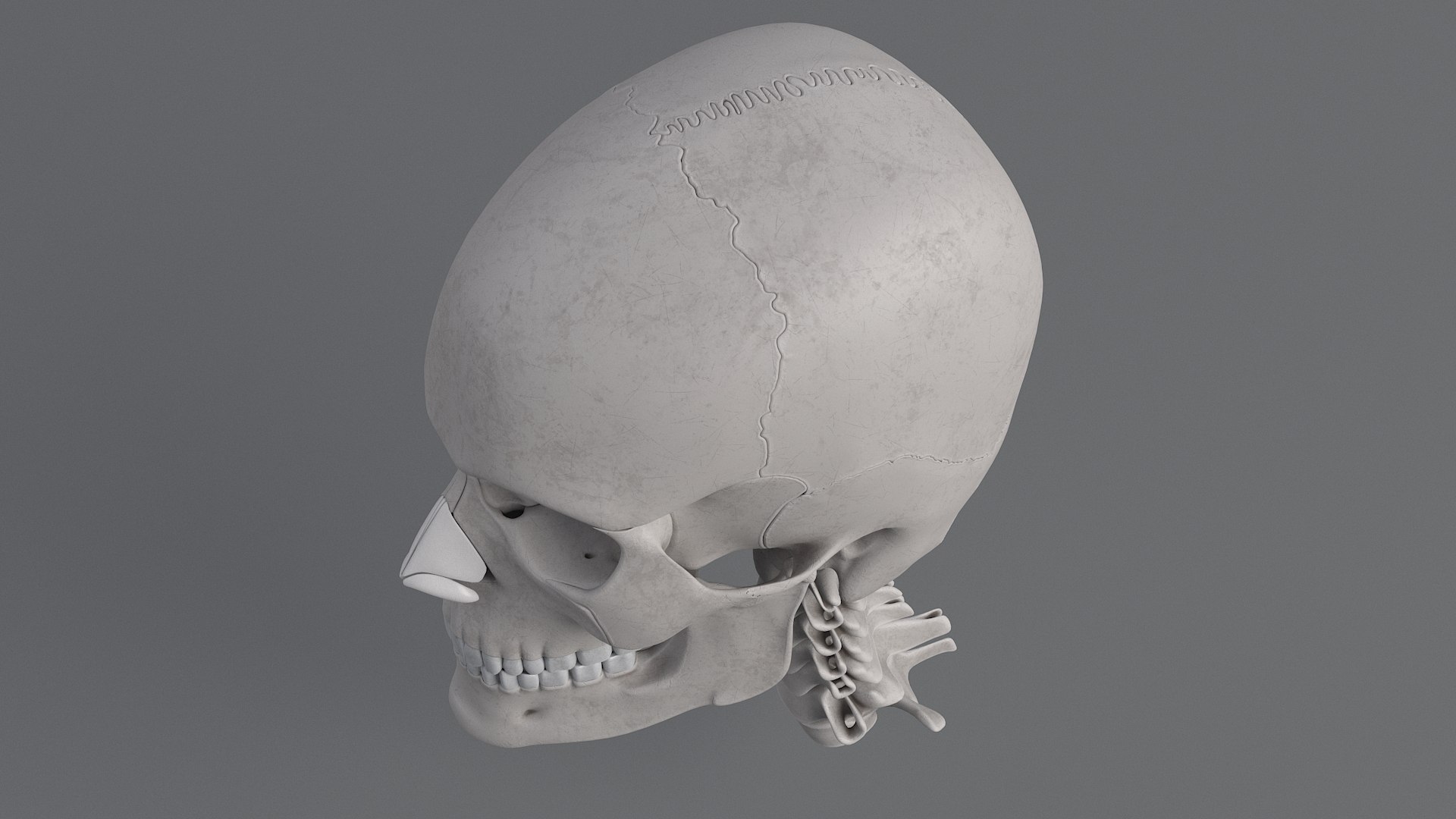 3D Model Human Skull Anatomy - TurboSquid 1562044