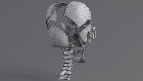 3D model human skull anatomy - TurboSquid 1562044