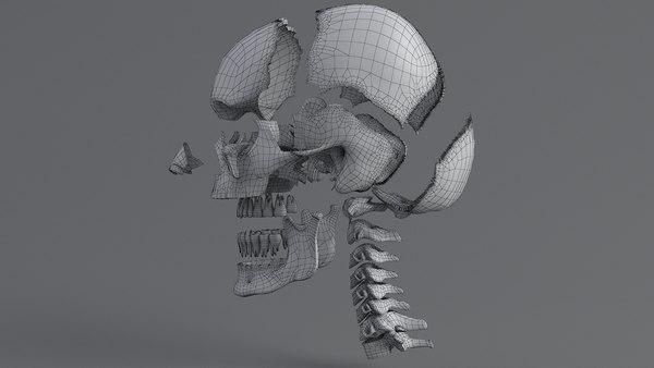 modelo 3d Anatomía del cráneo humano - TurboSquid 1562044