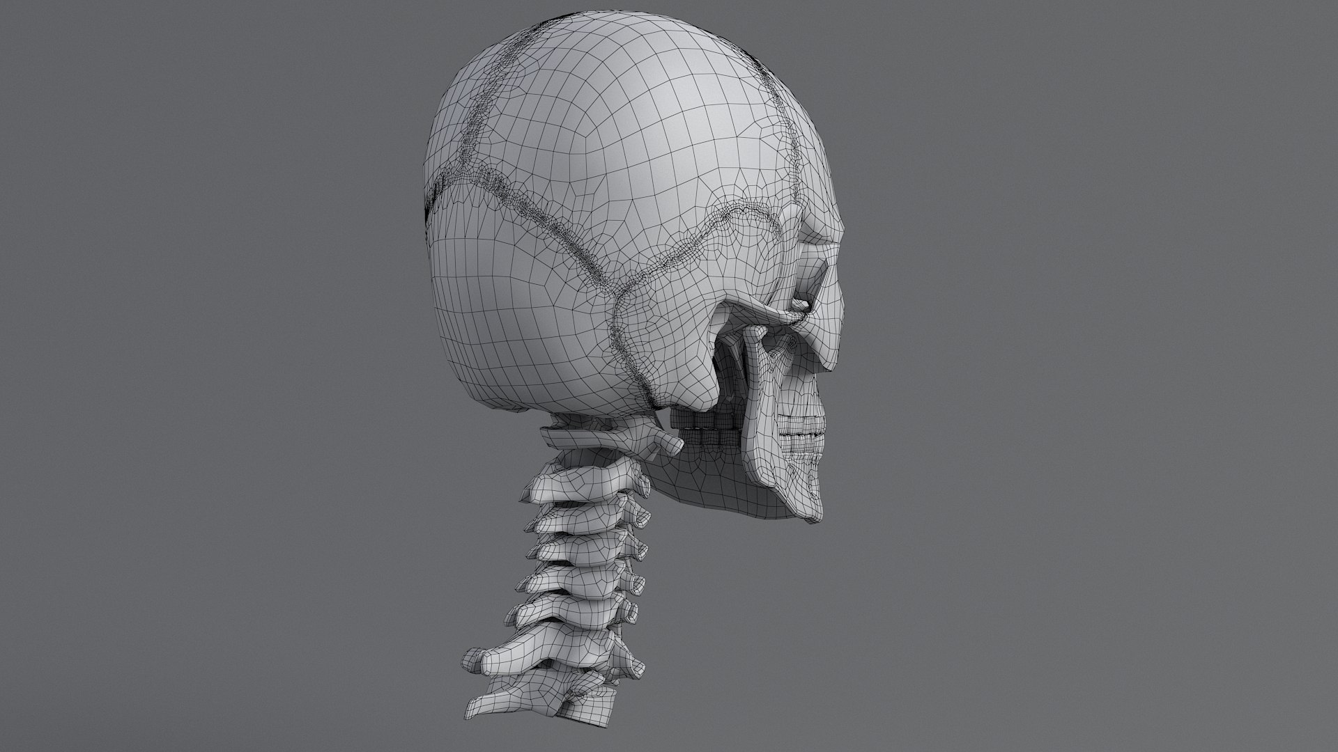 3D model human skull anatomy - TurboSquid 1562044