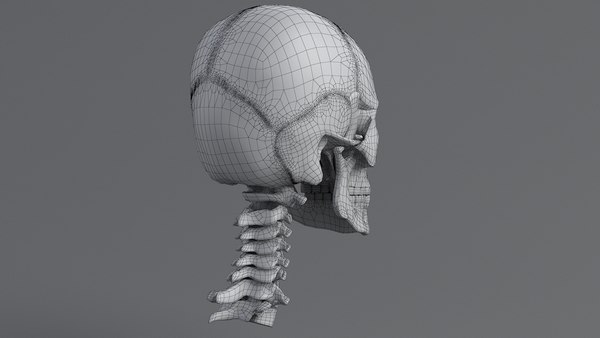 modelo 3d Anatomía del cráneo humano - TurboSquid 1562044