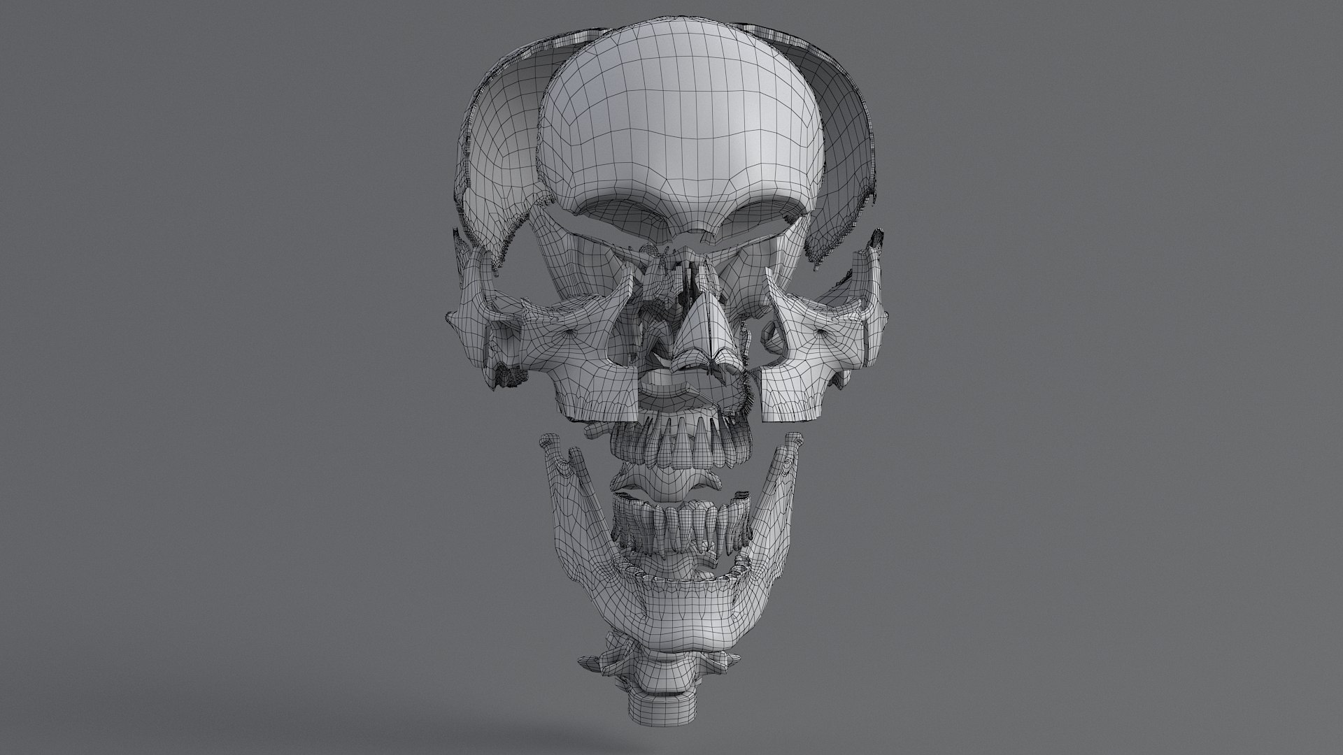 3D model human skull anatomy - TurboSquid 1562044