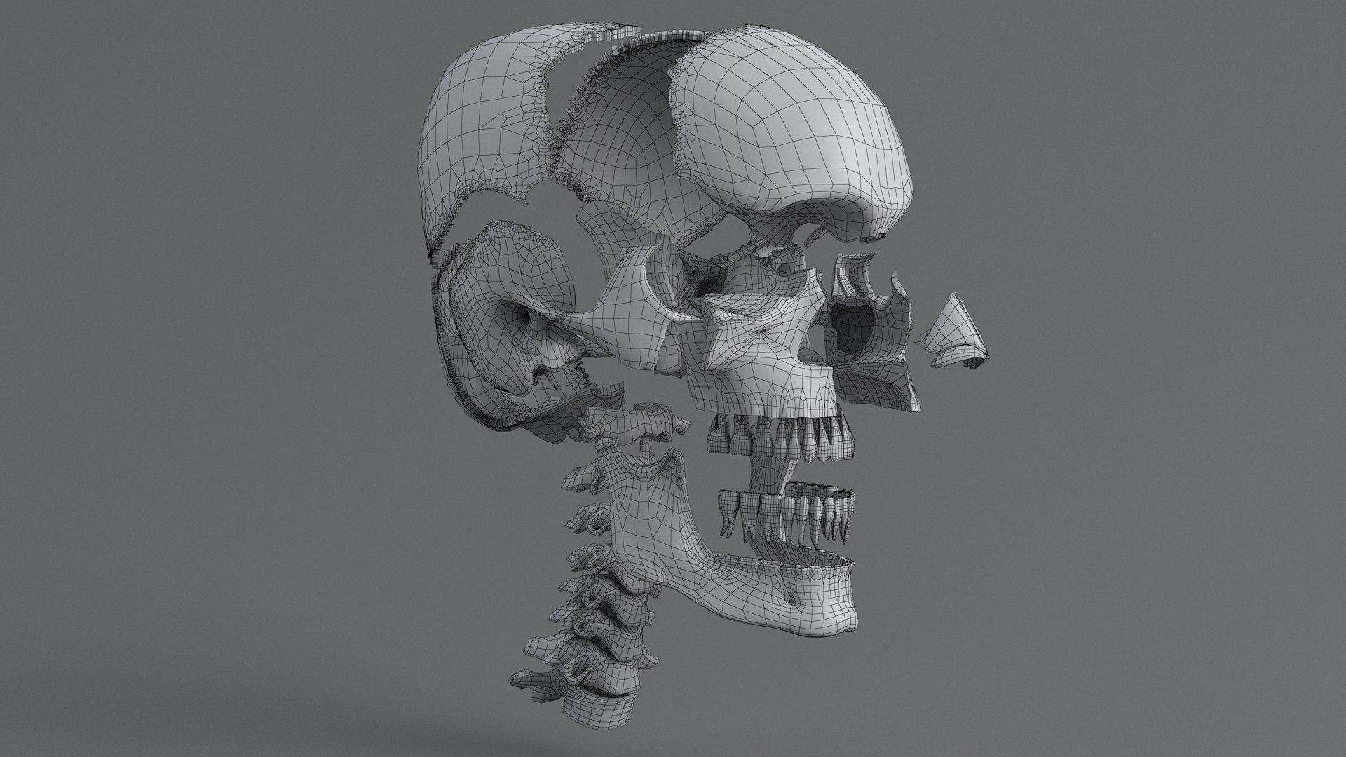 3D model human skull anatomy - TurboSquid 1562044