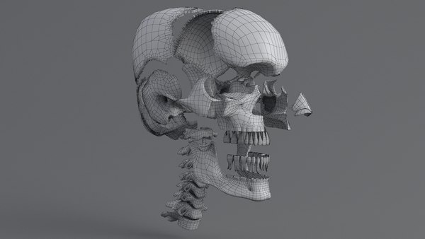modelo 3d Anatomía del cráneo humano - TurboSquid 1562044