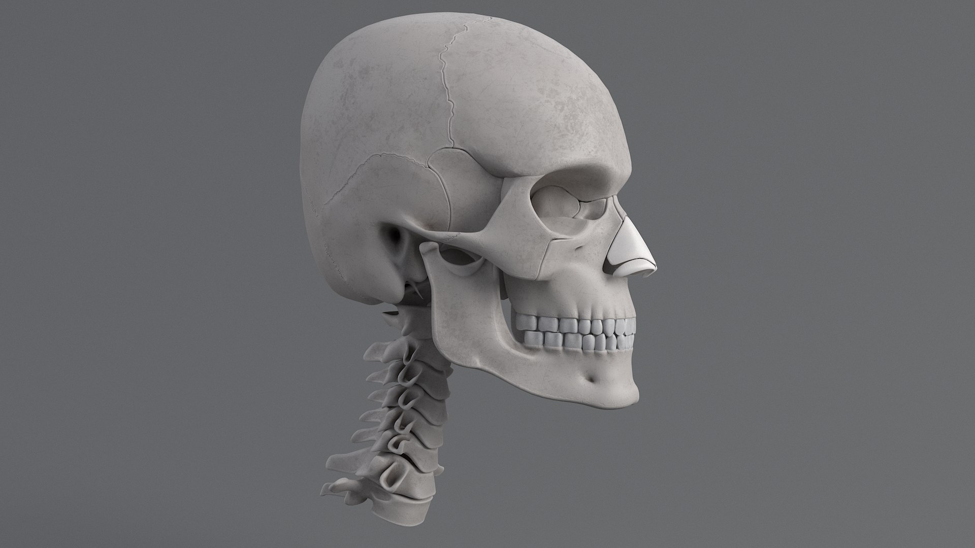 3D Model Human Skull Anatomy - TurboSquid 1562044