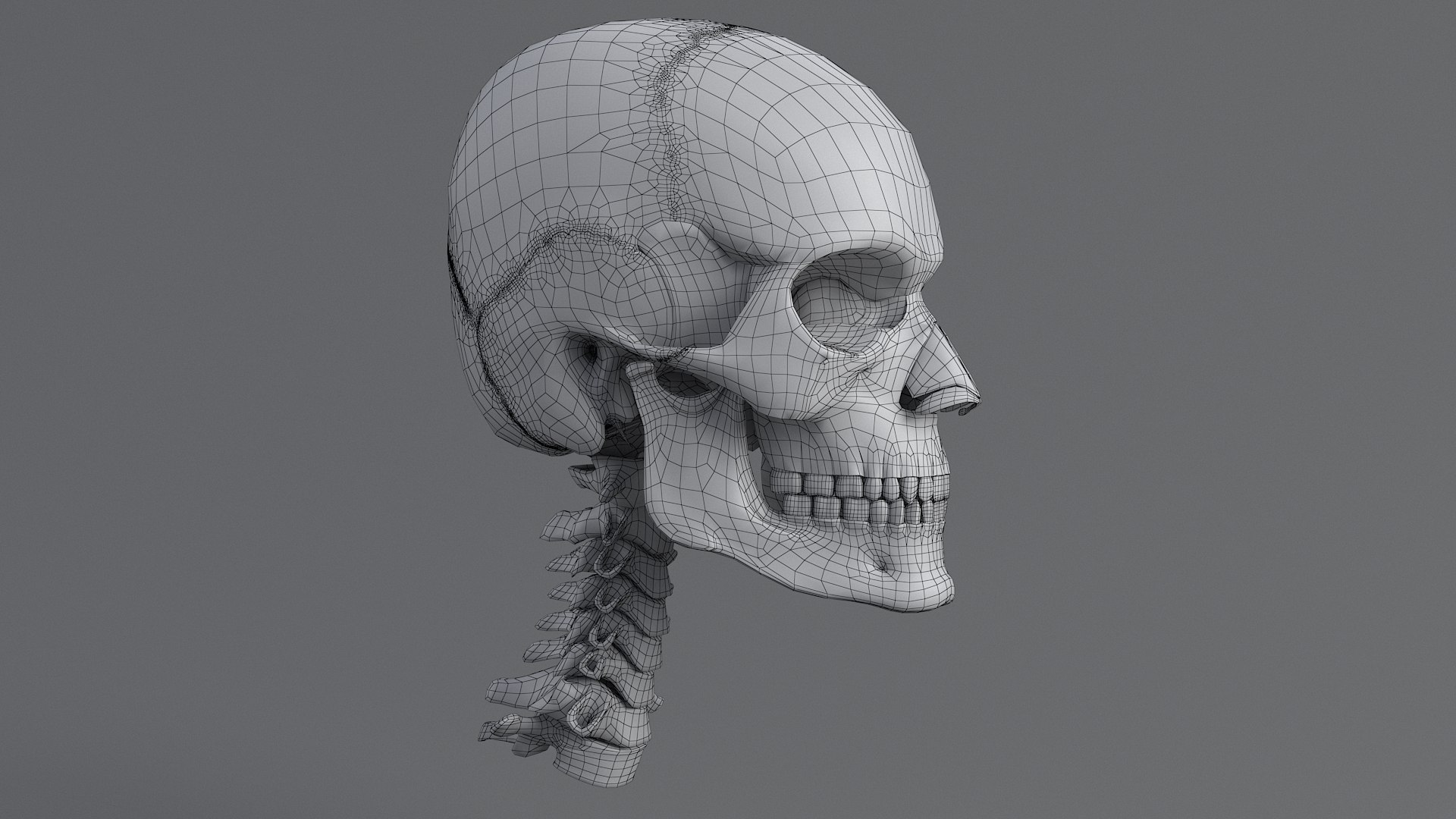 3D model human skull anatomy - TurboSquid 1562044