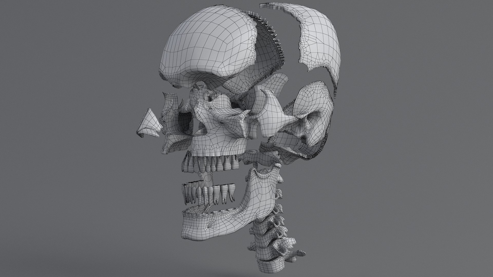 3D model human skull anatomy - TurboSquid 1562044