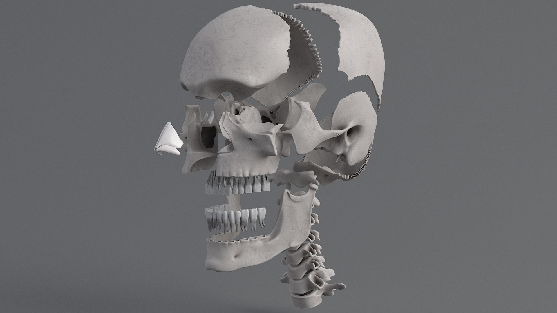 3D Model Human Skull Anatomy - TurboSquid 1562044