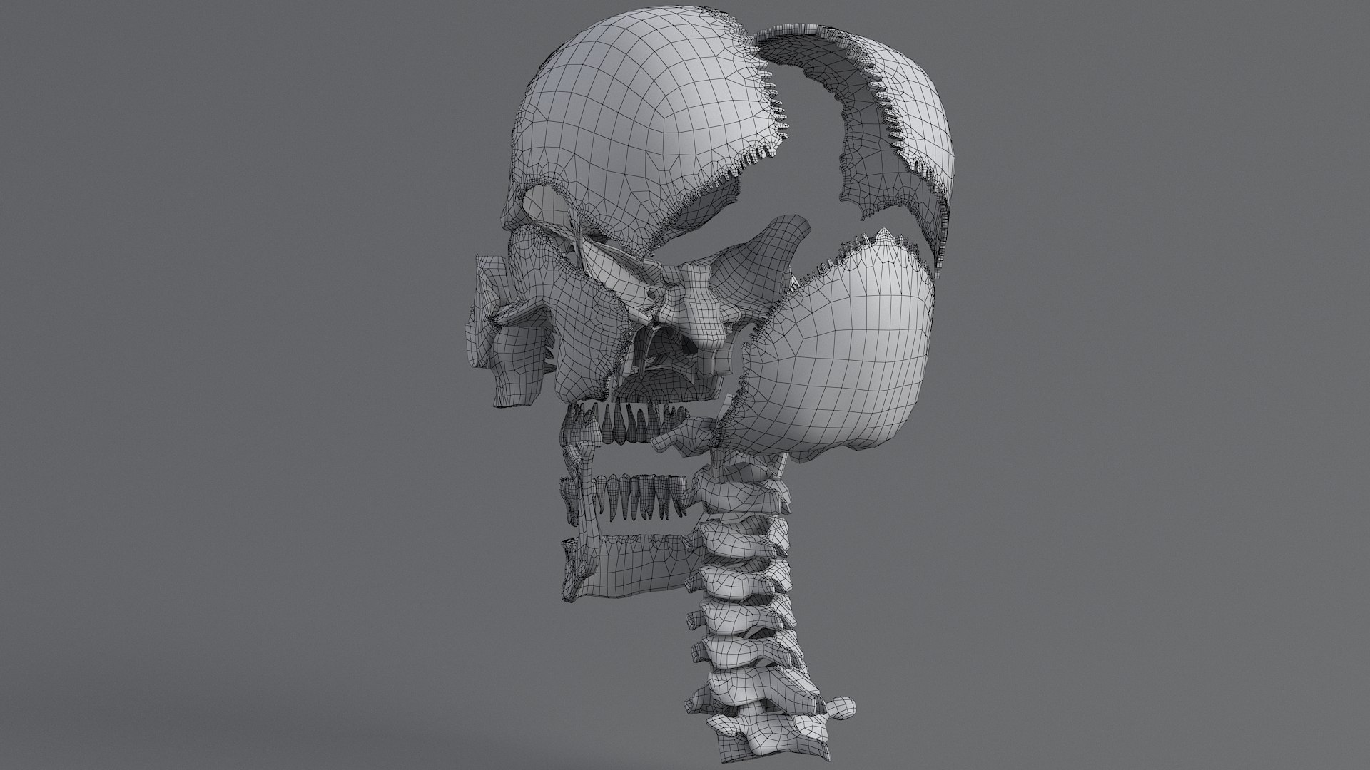 3D model human skull anatomy - TurboSquid 1562044