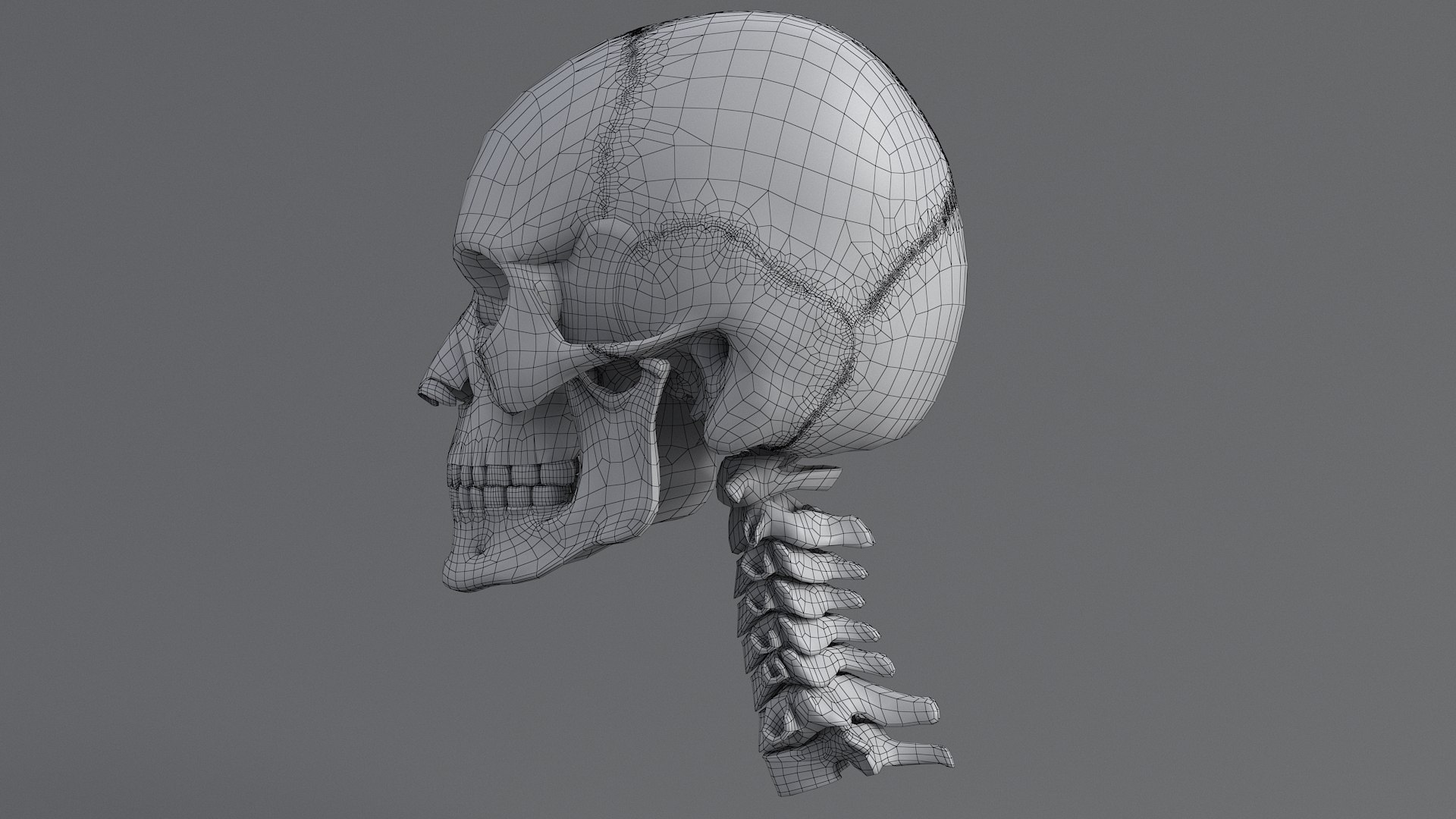 3D model human skull anatomy - TurboSquid 1562044