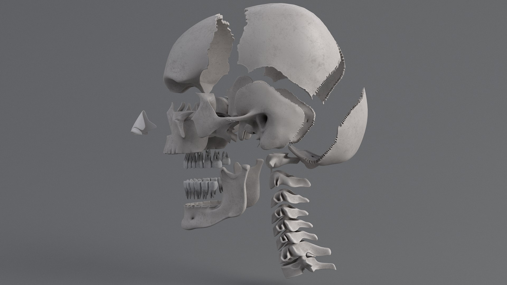 3D Model Human Skull Anatomy - TurboSquid 1562044