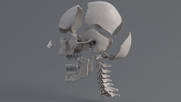 3D model human skull anatomy - TurboSquid 1562044