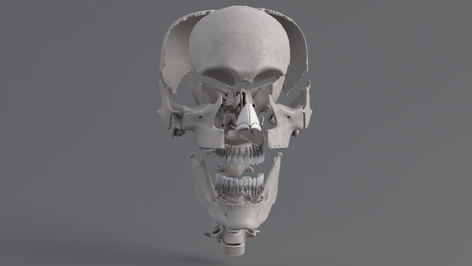 3D Model Human Skull Anatomy - TurboSquid 1562044