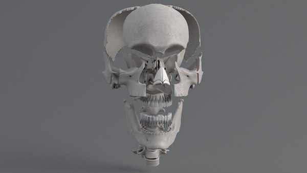 modelo 3d Anatomía del cráneo humano - TurboSquid 1562044