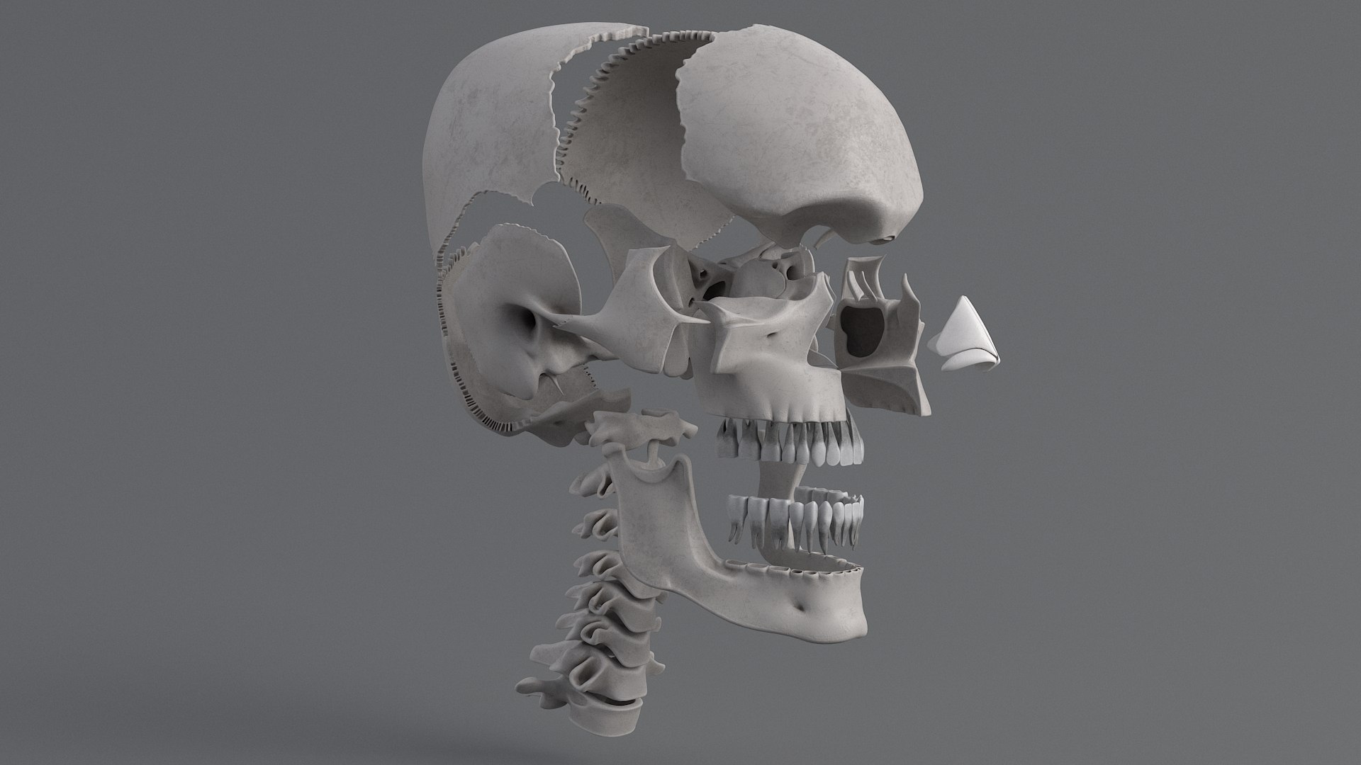 3D Model Human Skull Anatomy - TurboSquid 1562044