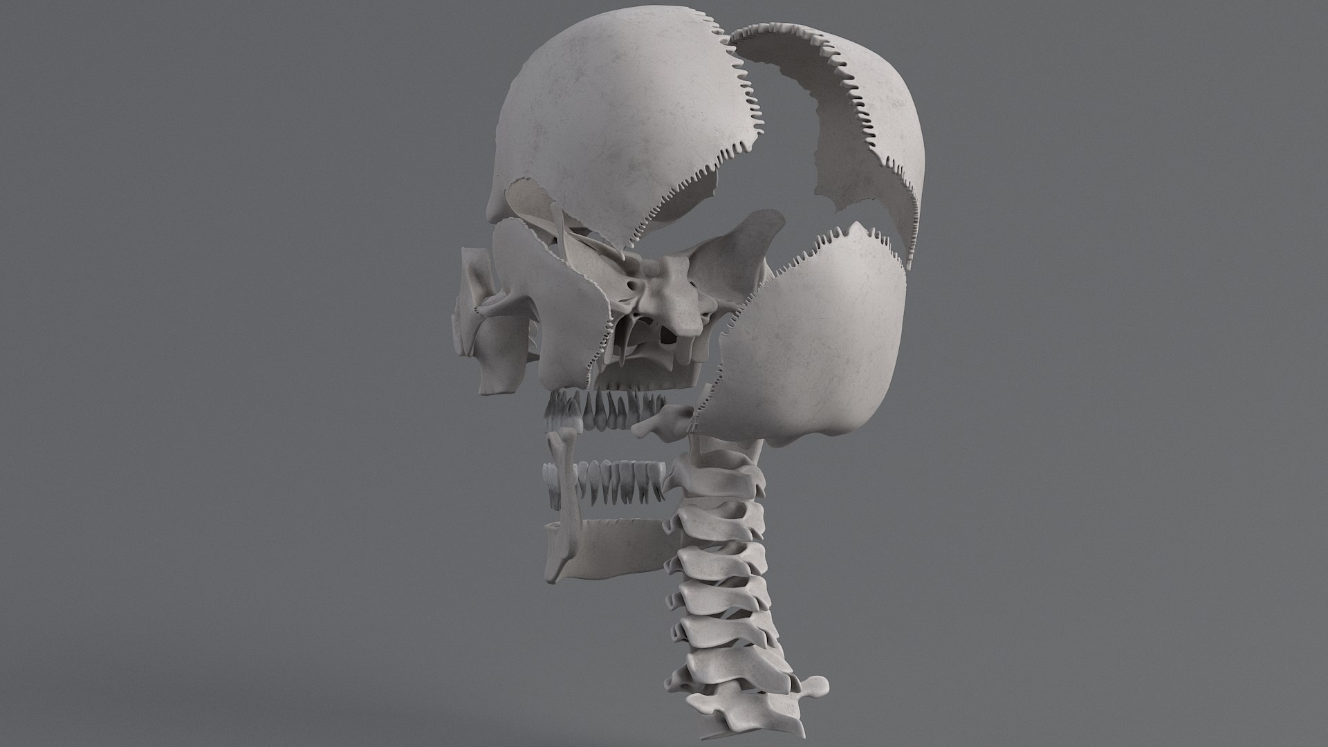 3D Model Human Skull Anatomy - TurboSquid 1562044