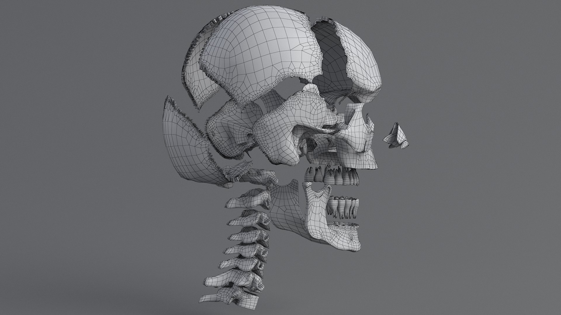 3D model human skull anatomy - TurboSquid 1562044