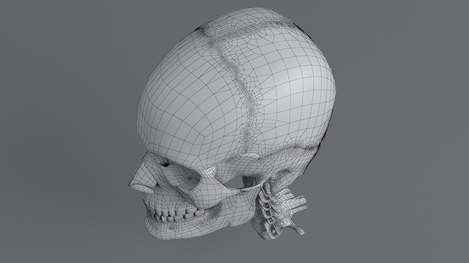 3D model human skull anatomy - TurboSquid 1562044