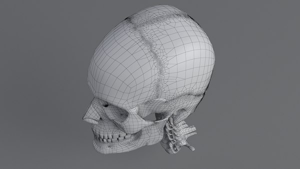 modelo 3d Anatomía del cráneo humano - TurboSquid 1562044