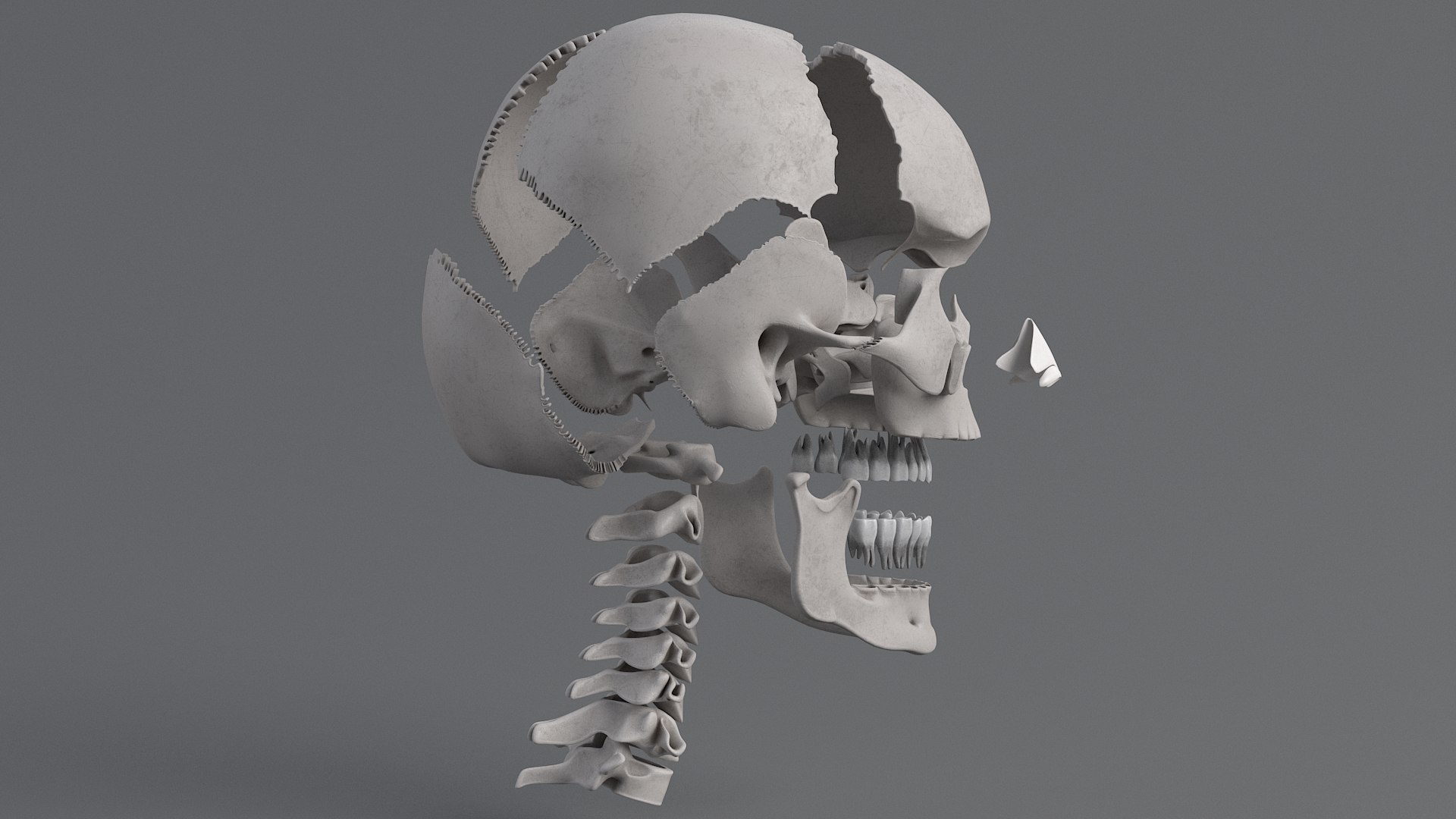 3D Model Human Skull Anatomy - TurboSquid 1562044