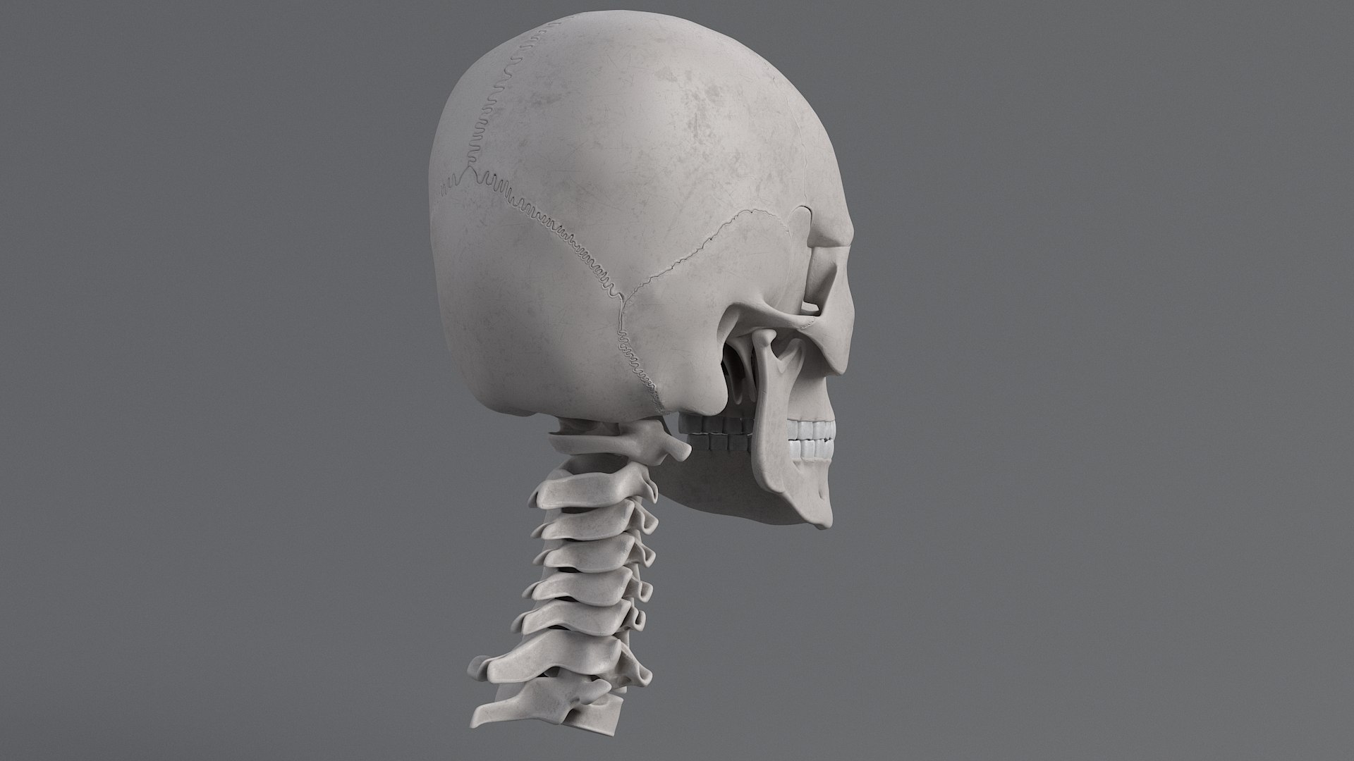 3D Model Human Skull Anatomy - TurboSquid 1562044