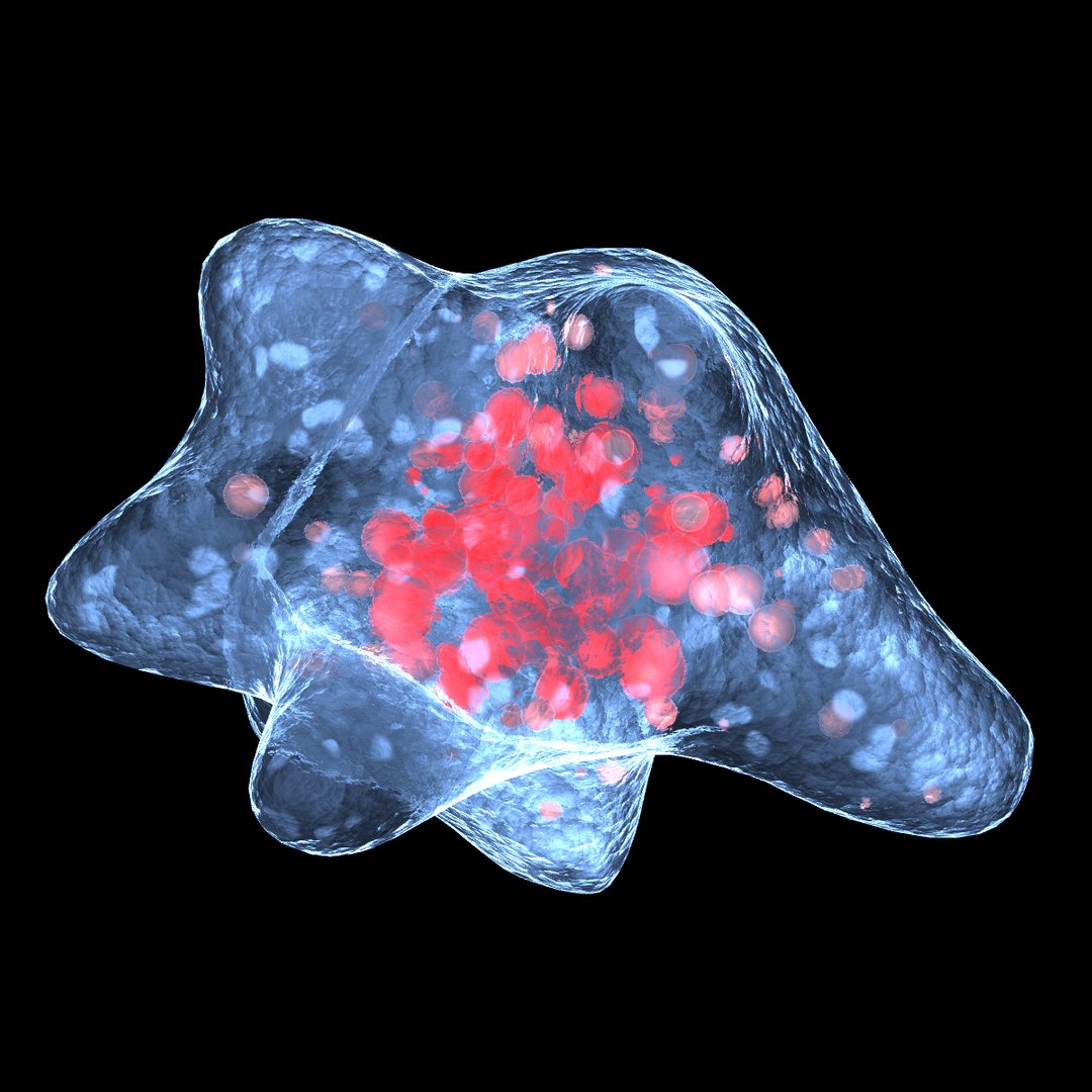 3d Model Protozoan Amoeba Proteus