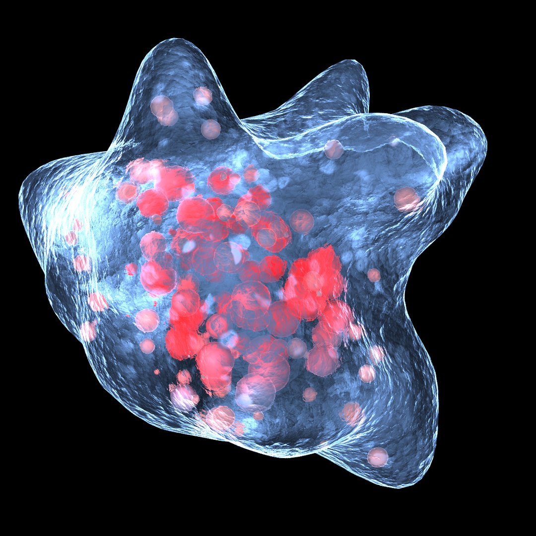 3d Model Protozoan Amoeba Proteus