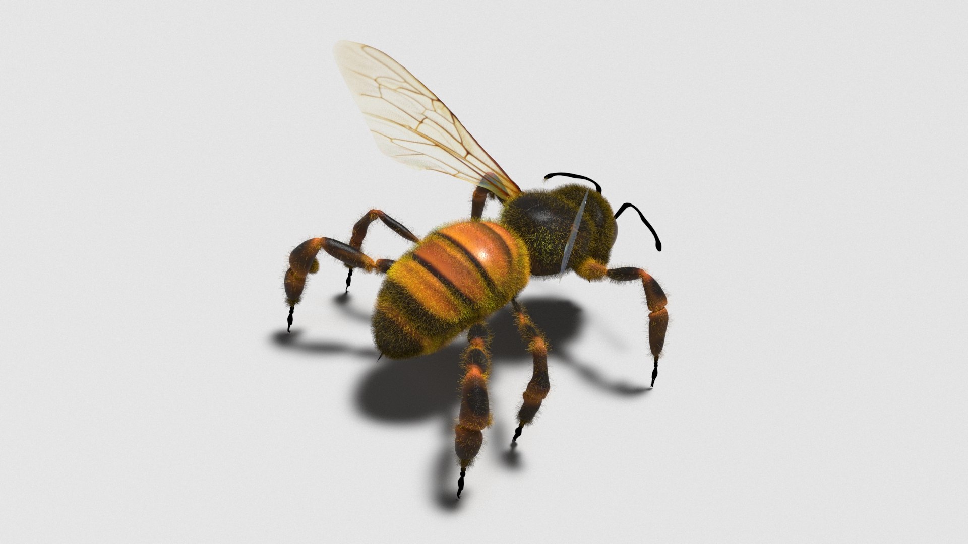 3D BEE RIGGED - TurboSquid 1931368