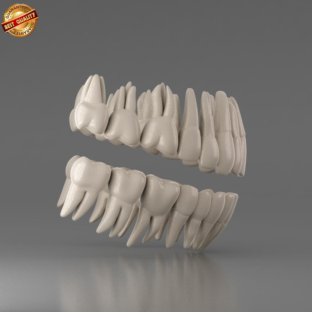 Human Teeth Obj