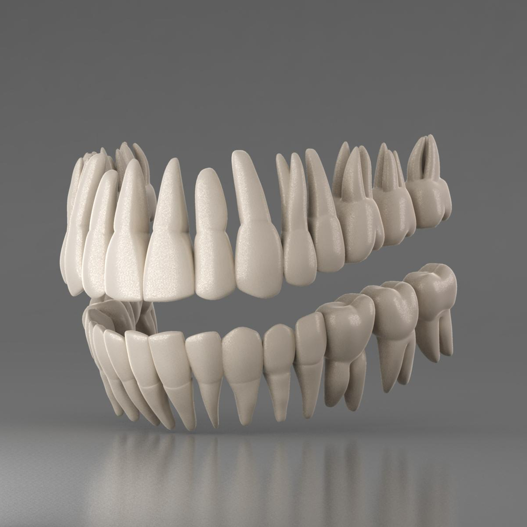 Human Teeth Obj