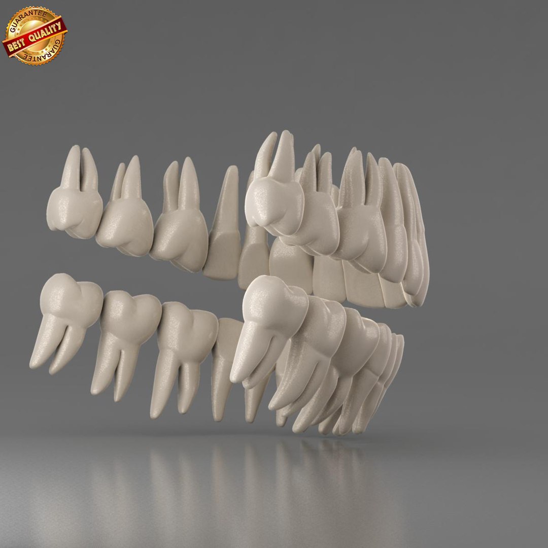Human Teeth Obj