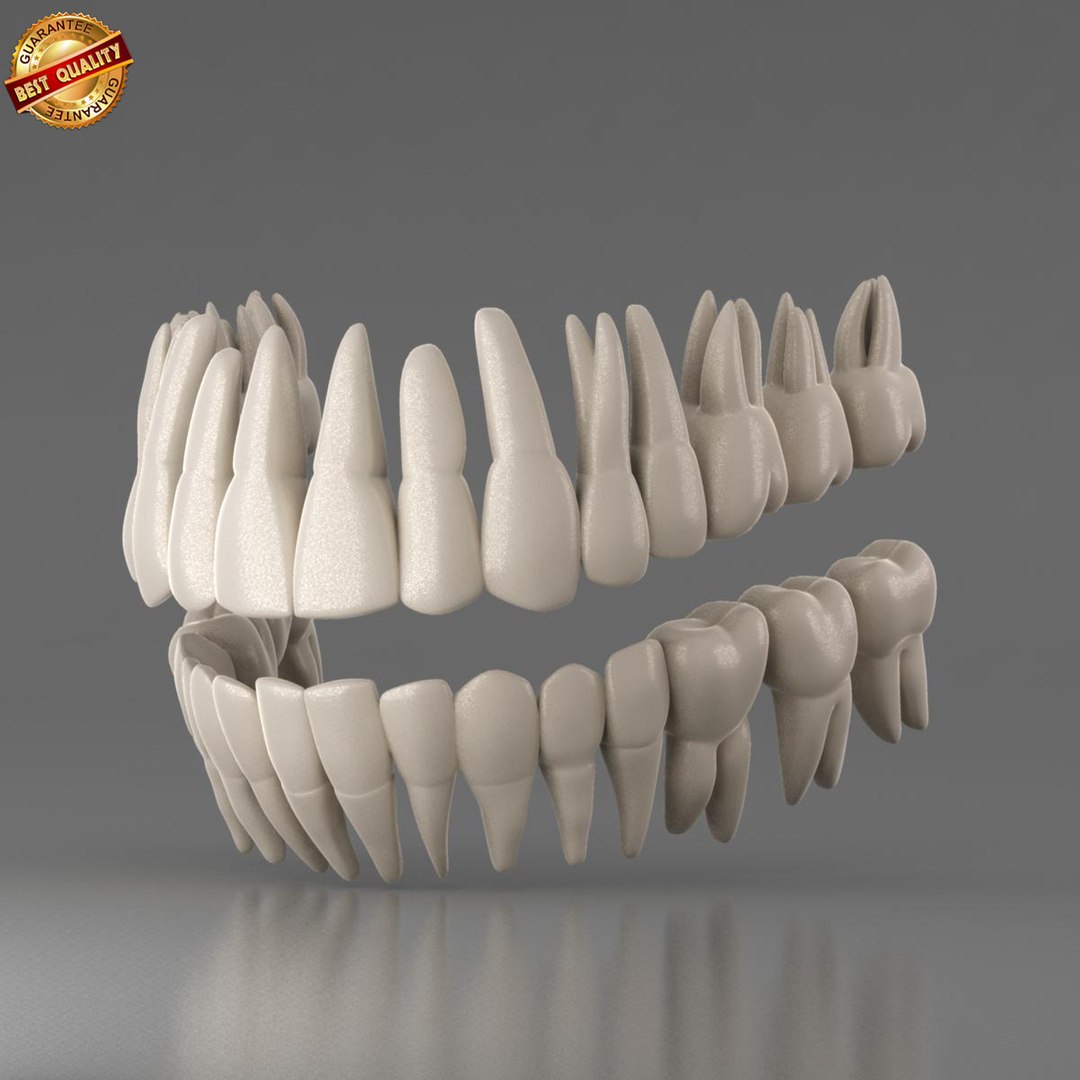 Human Teeth Obj