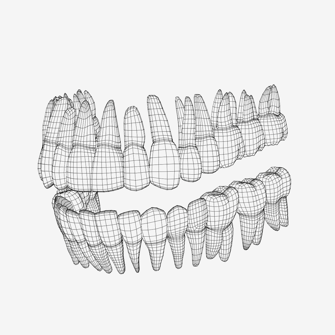 Human Teeth Obj