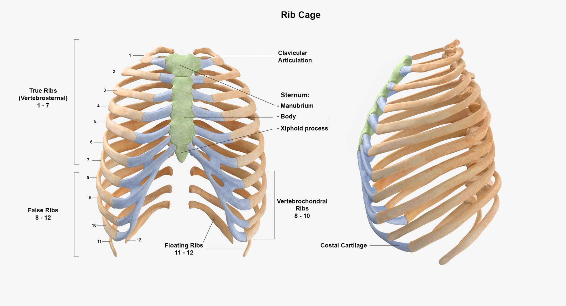 3D real human rib cage - TurboSquid 1709970
