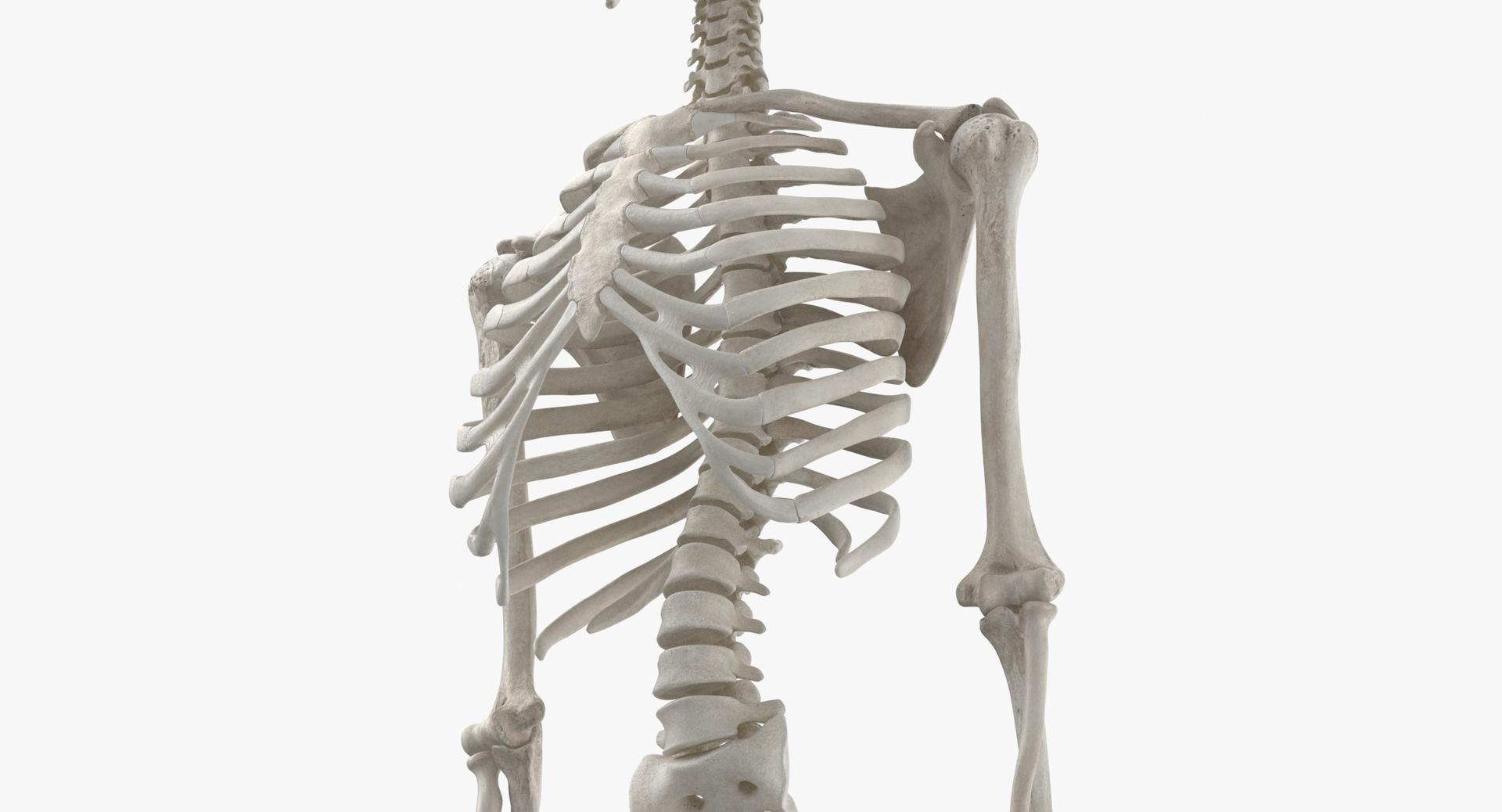 3D real human rib cage - TurboSquid 1709970