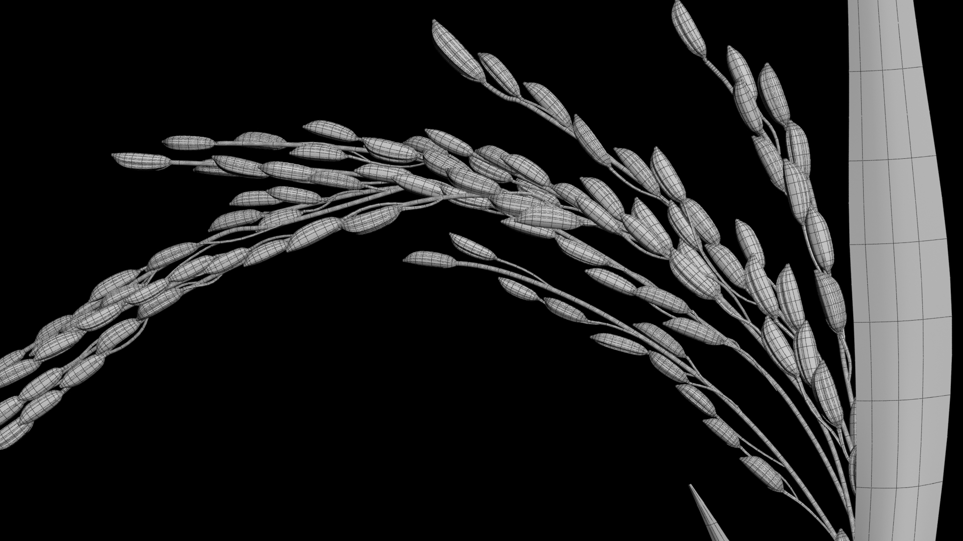 3D model oryza sativa asian - TurboSquid 1696253