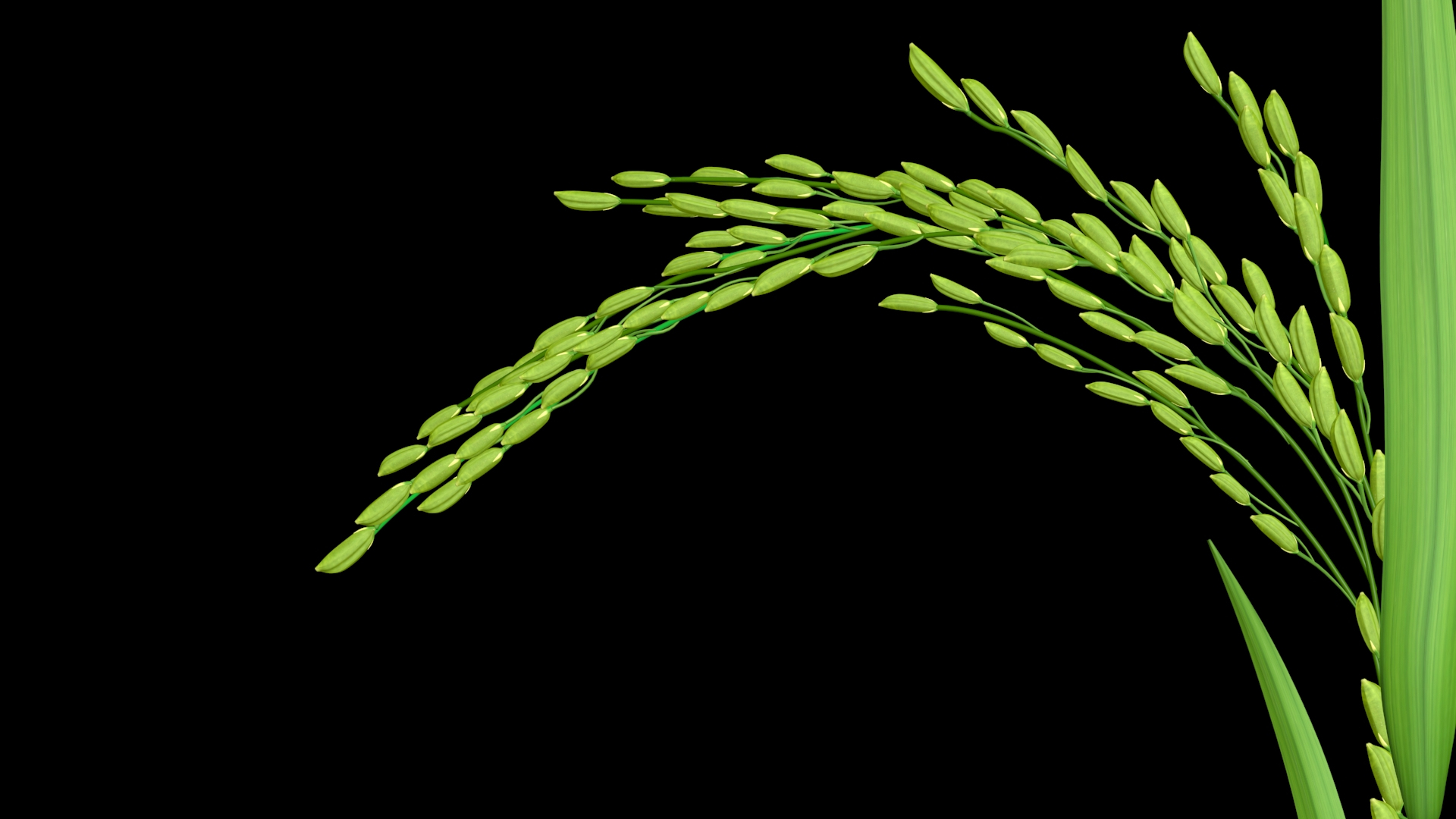 modèle 3D de PADDY PLANT OPTION 5 - TurboSquid 1696253