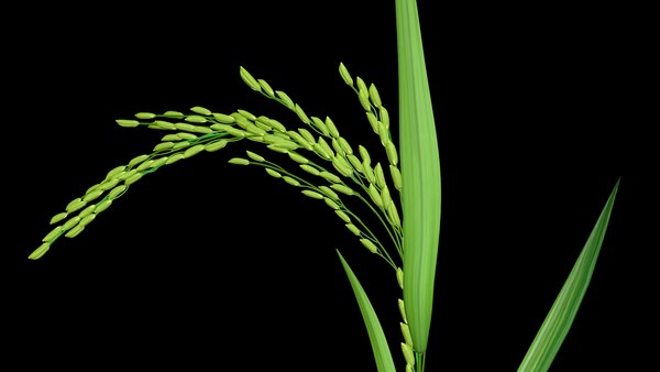 3D model oryza sativa asian - TurboSquid 1696253