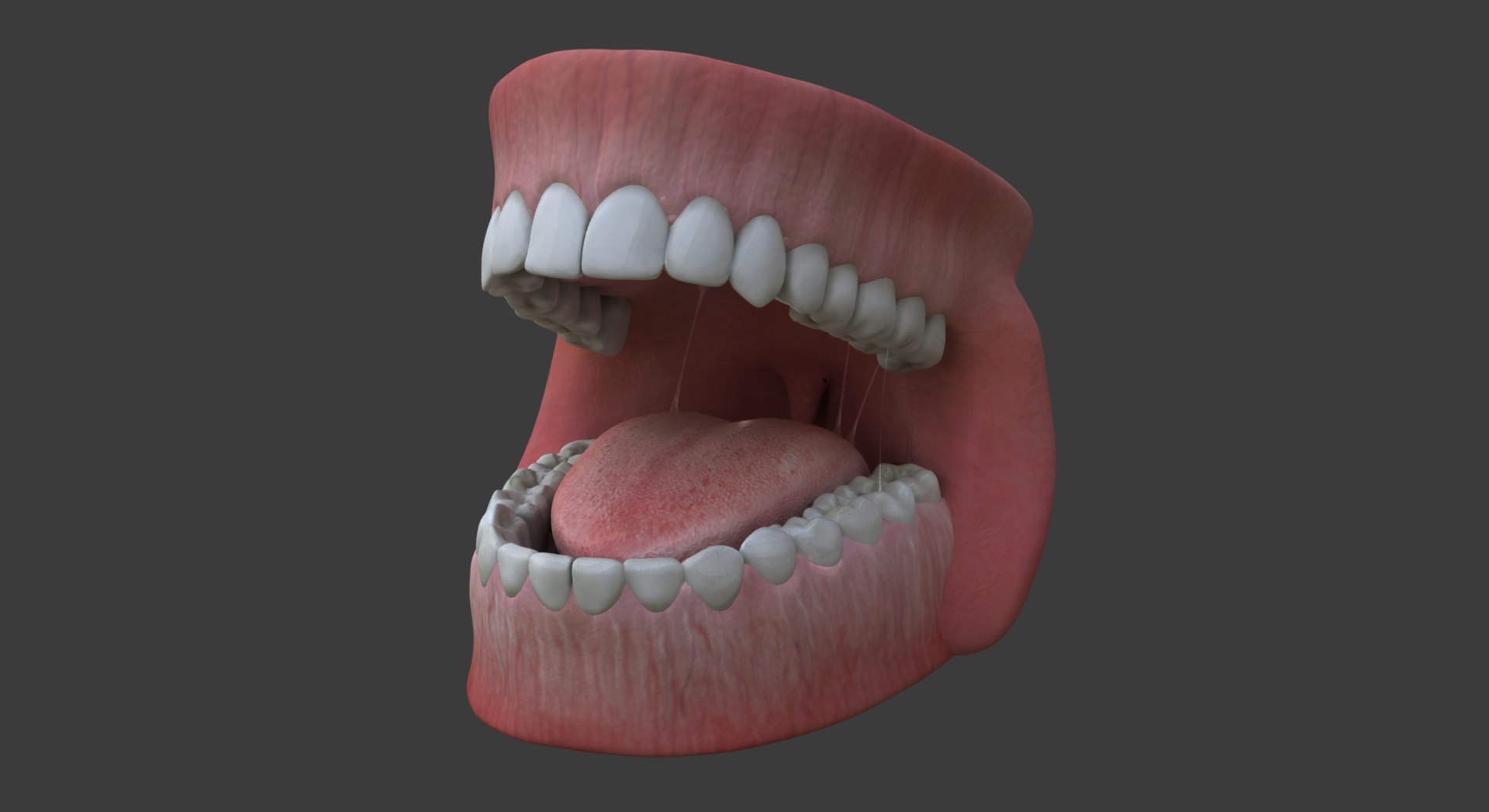 3d Teeth Gums Model