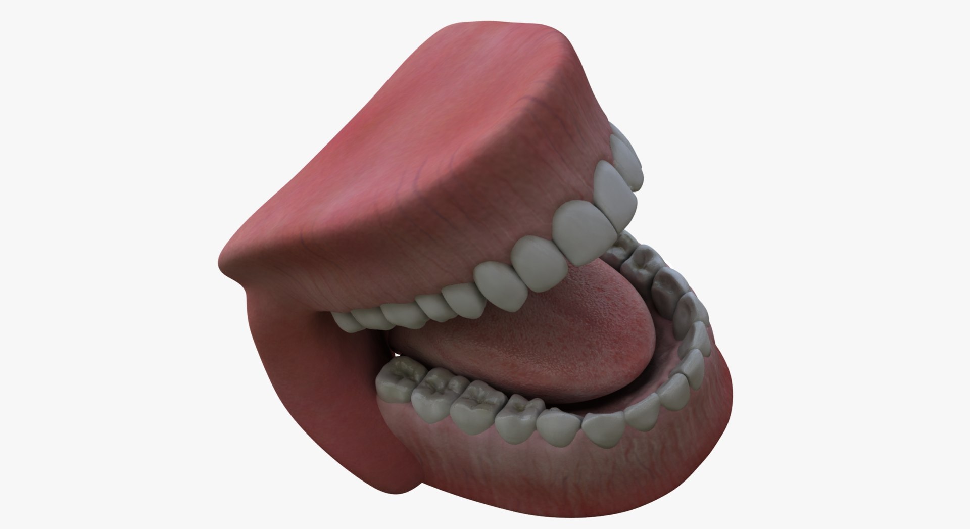3d Teeth Gums Model