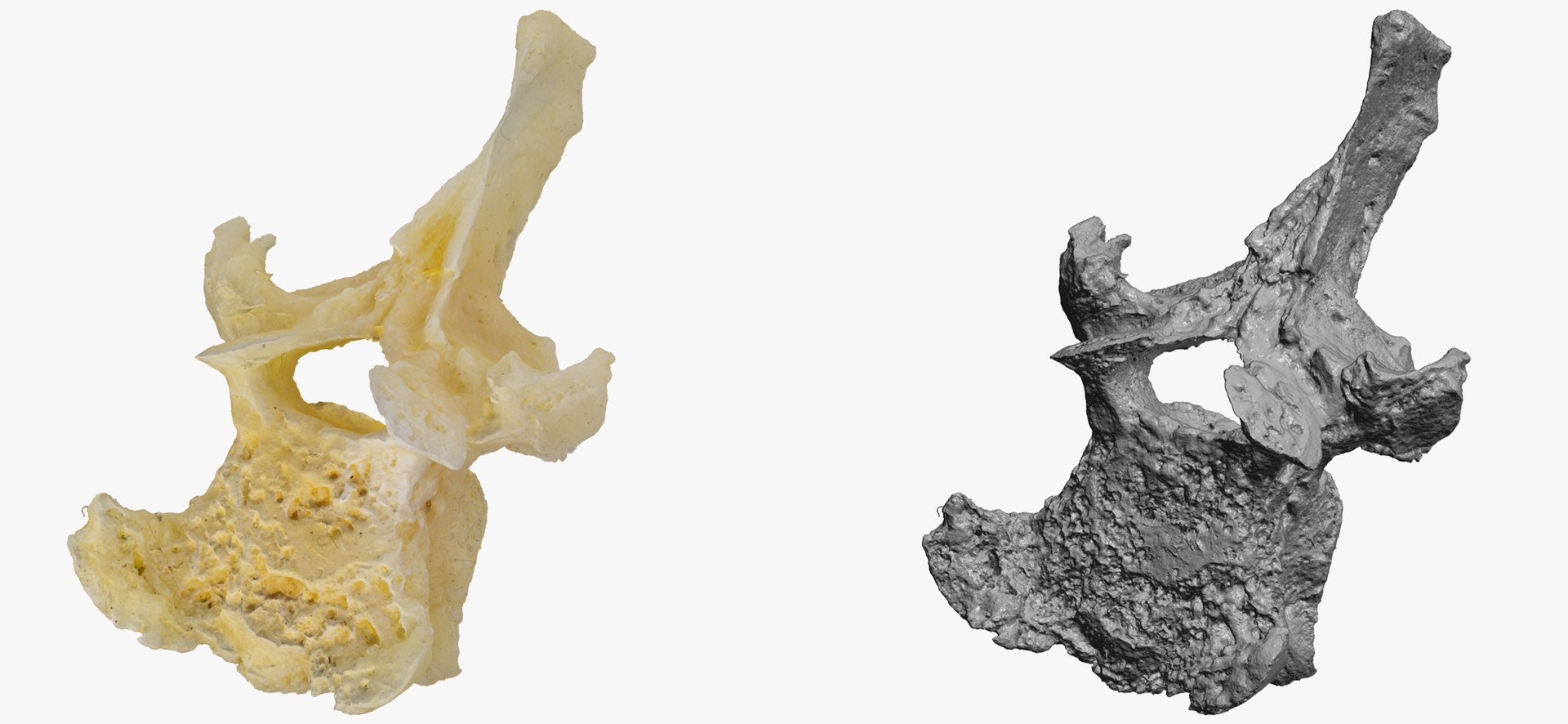 Pavian Monkey Male Thoracic Vertebrae TH9 RAW Scan 3D - TurboSquid 1957035