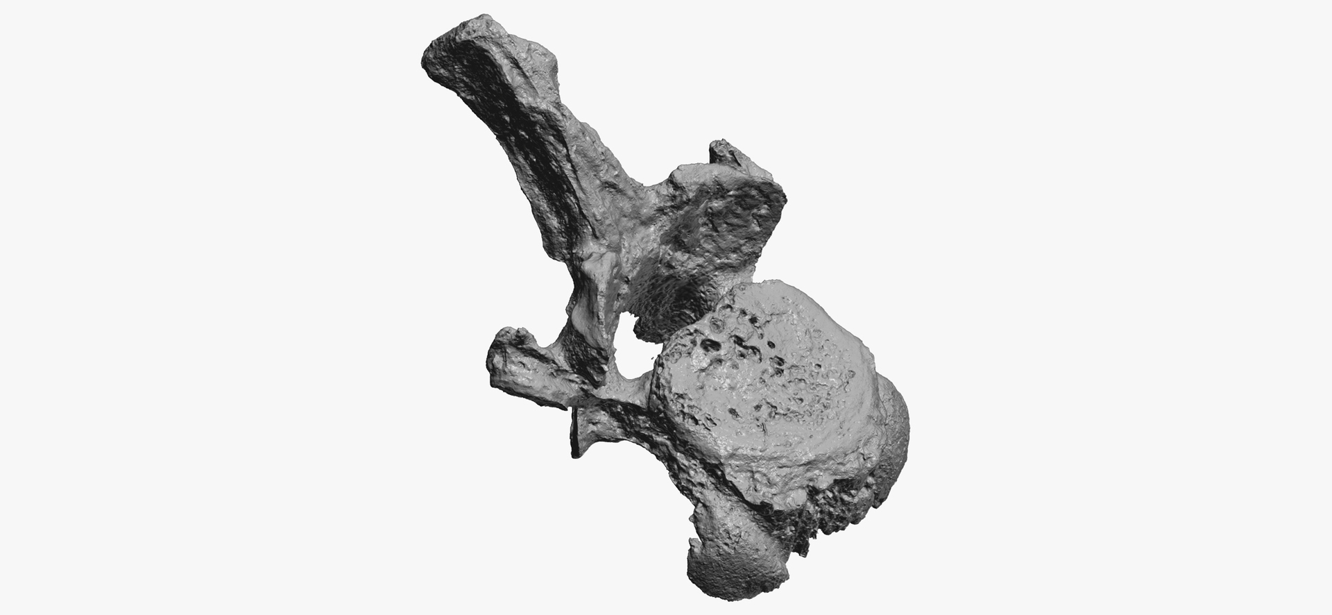 Pavian Monkey Male Thoracic Vertebrae TH9 RAW Scan 3D - TurboSquid 1957035